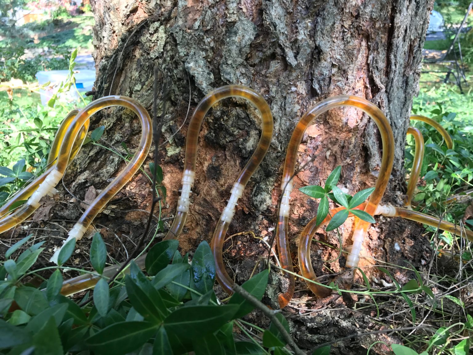 Chlorosis Treatment | Fix Yellowing Leaves | Eco Tree Company