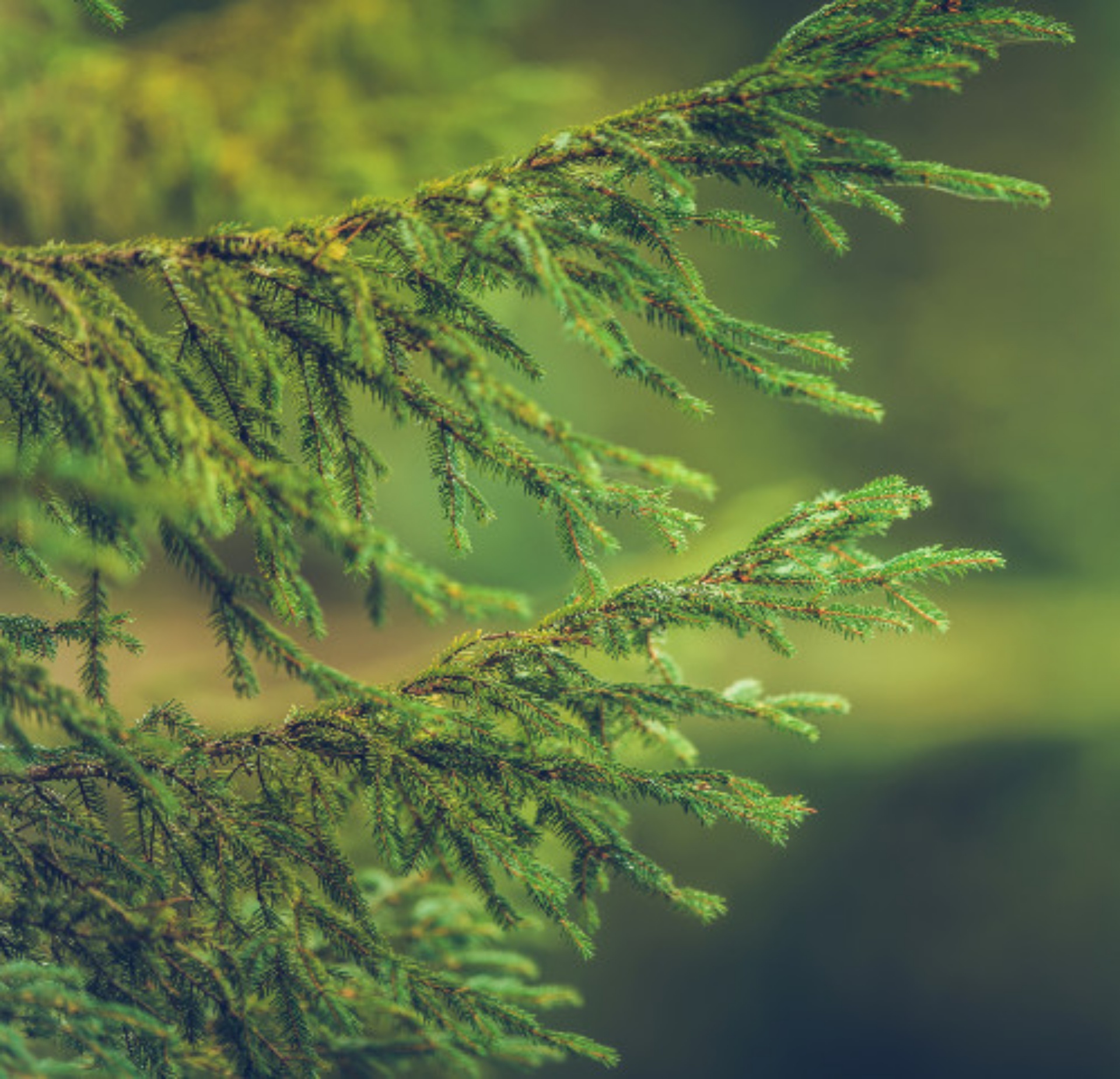 Tree Disease Diagnosis & Treatment | ECO Tree Company