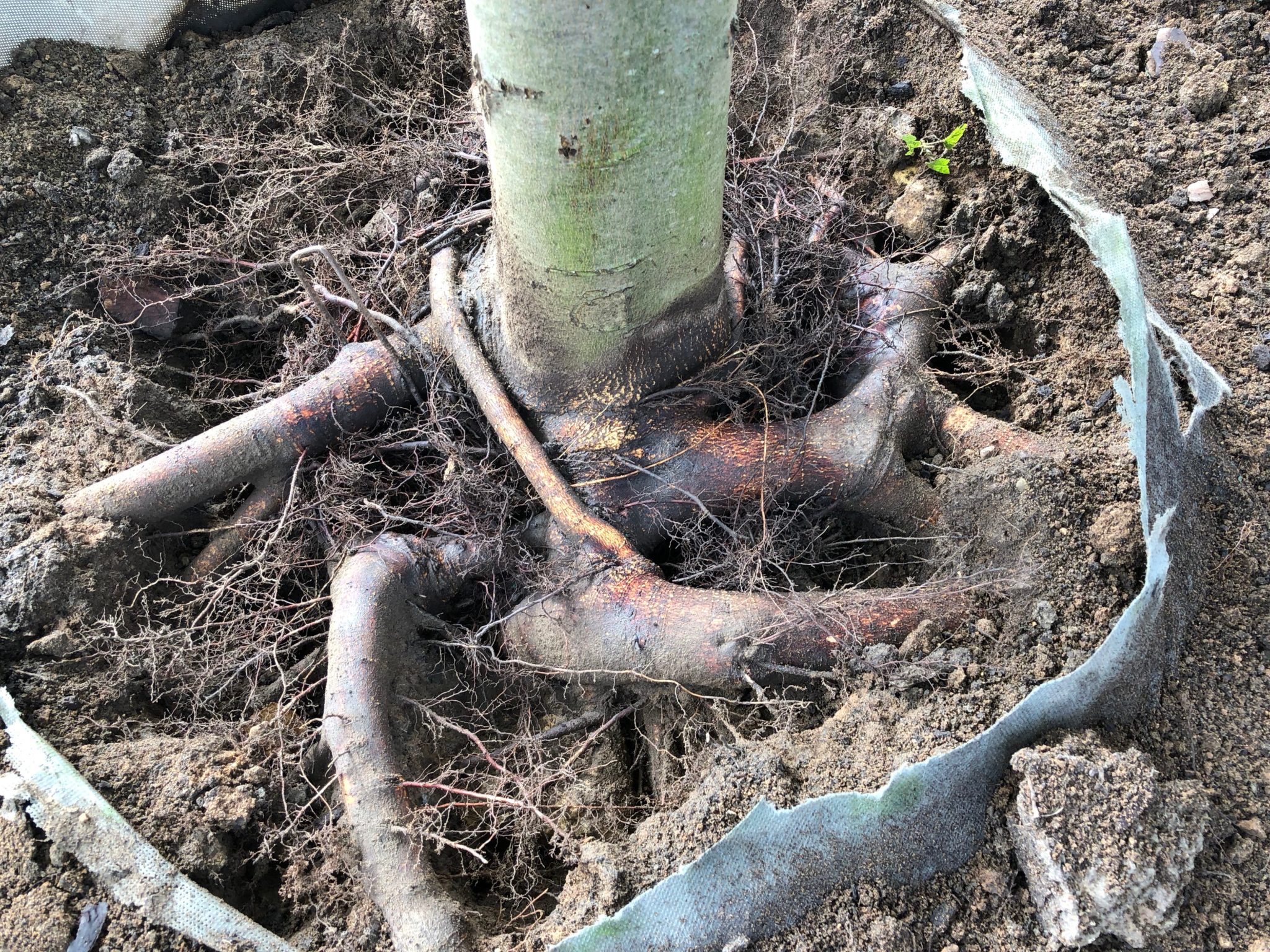 Root & Soil Mediation In Madison WI | ECO Tree Company