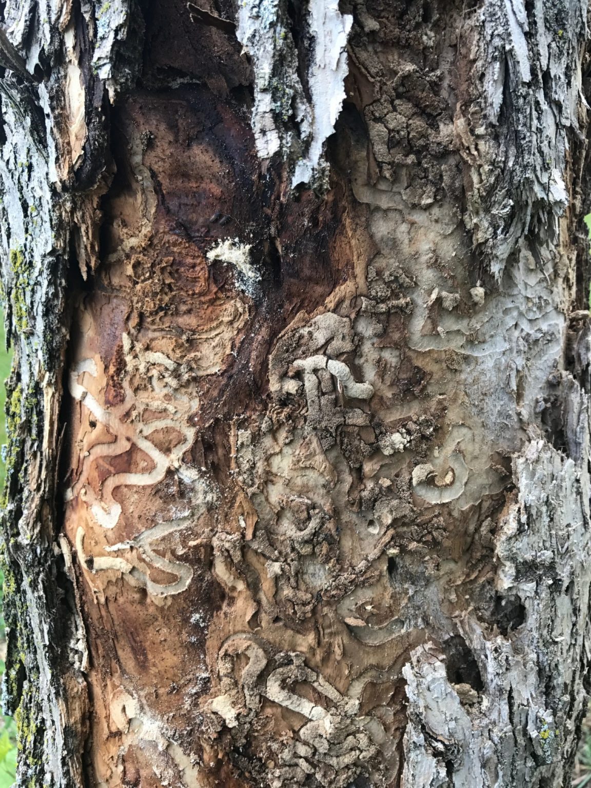 Emerald Ash Borer Treatment | Tree Disease Diagnosis in Madison