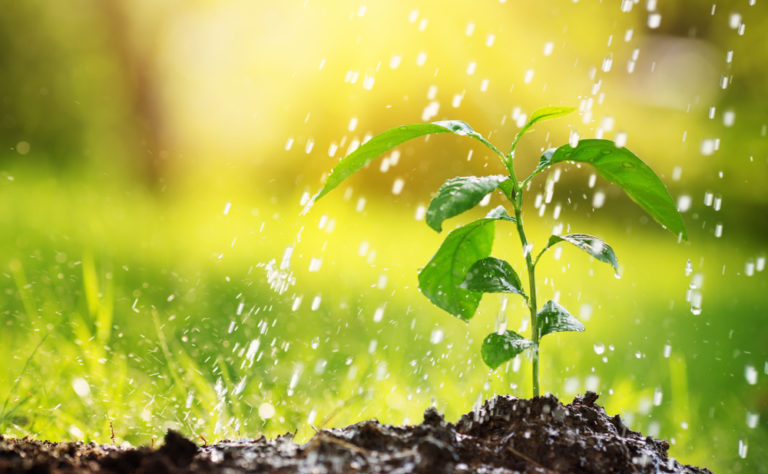 Tips for Watering Your Trees the Right Way | Eco Tree Company