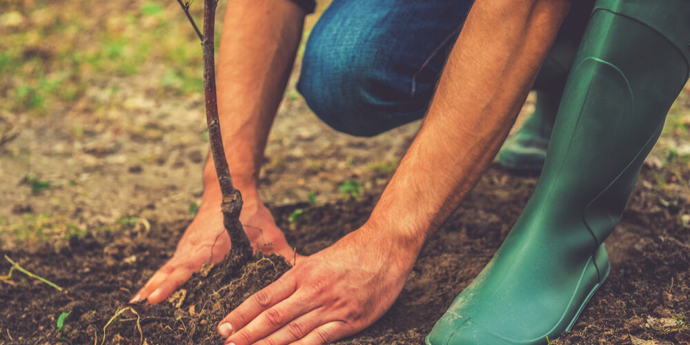 How to Set Newly Planted Trees Up For Success - Eco Tree Company