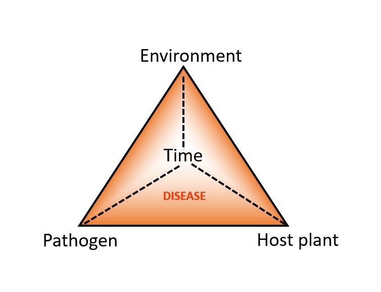 The Deadly Disease Triangle Eco Tree Company