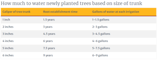 Tips for Watering Your Trees the Right Way | Eco Tree Company