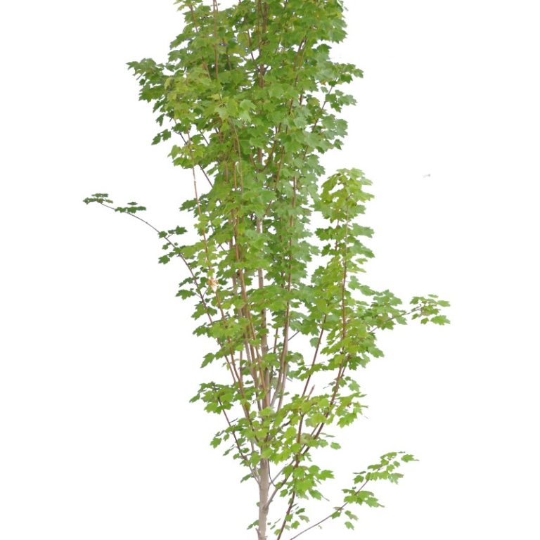 Brandywine Red Maple - Eco Tree Company