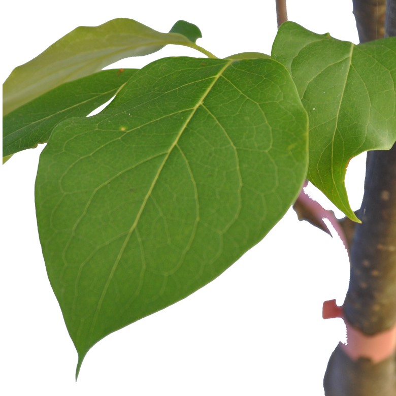 Snowdance Japanese Lilac - Syringa reticulata - Eco Tree Company