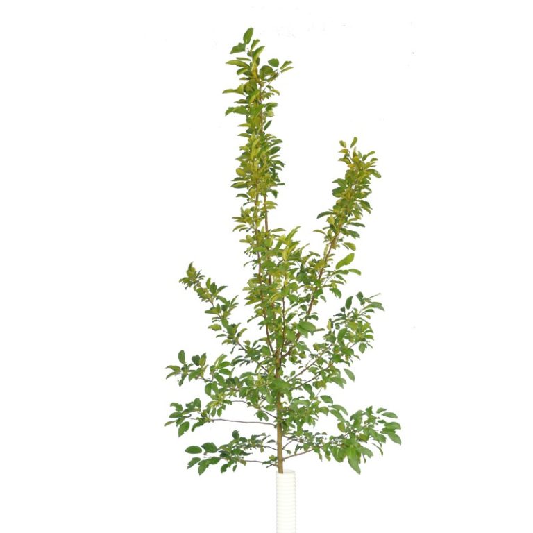 Brandywine Red Maple - Acer rubrum - Eco Tree Company