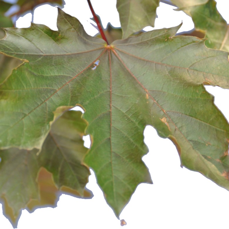Royal Red Maple - Acer platanoides - Eco Tree Company