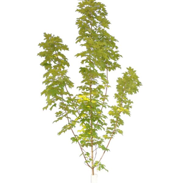 Fall Fiesta Sugar Maple - Acer saccharum - Eco Tree Company