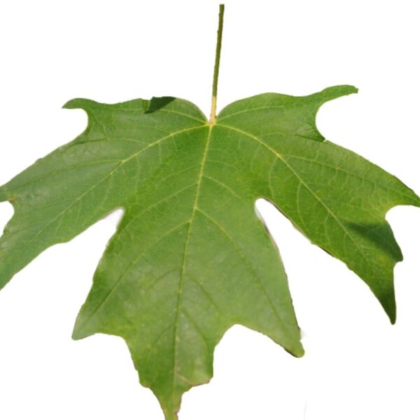 Fall Fiesta Sugar Maple - Acer saccharum - Eco Tree Company