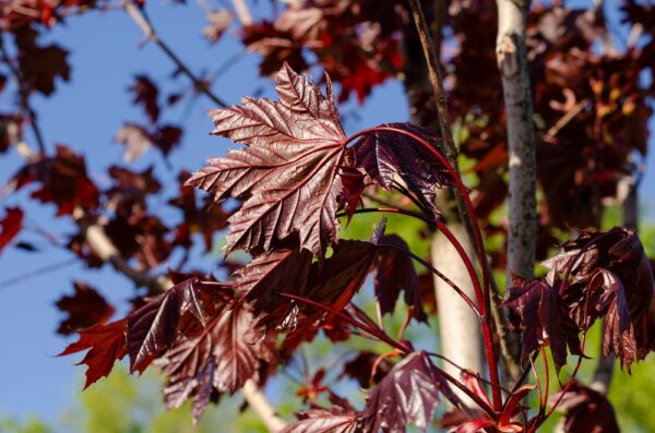 Royal Red Maple - Acer platanoides - Eco Tree Company