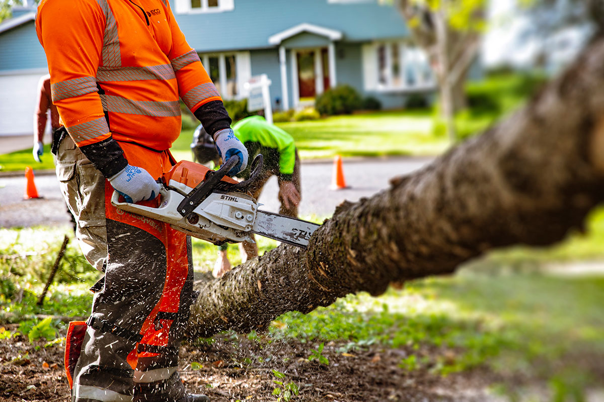 Storm Damage Tree Removal & Cleanup Services | Eco Tree