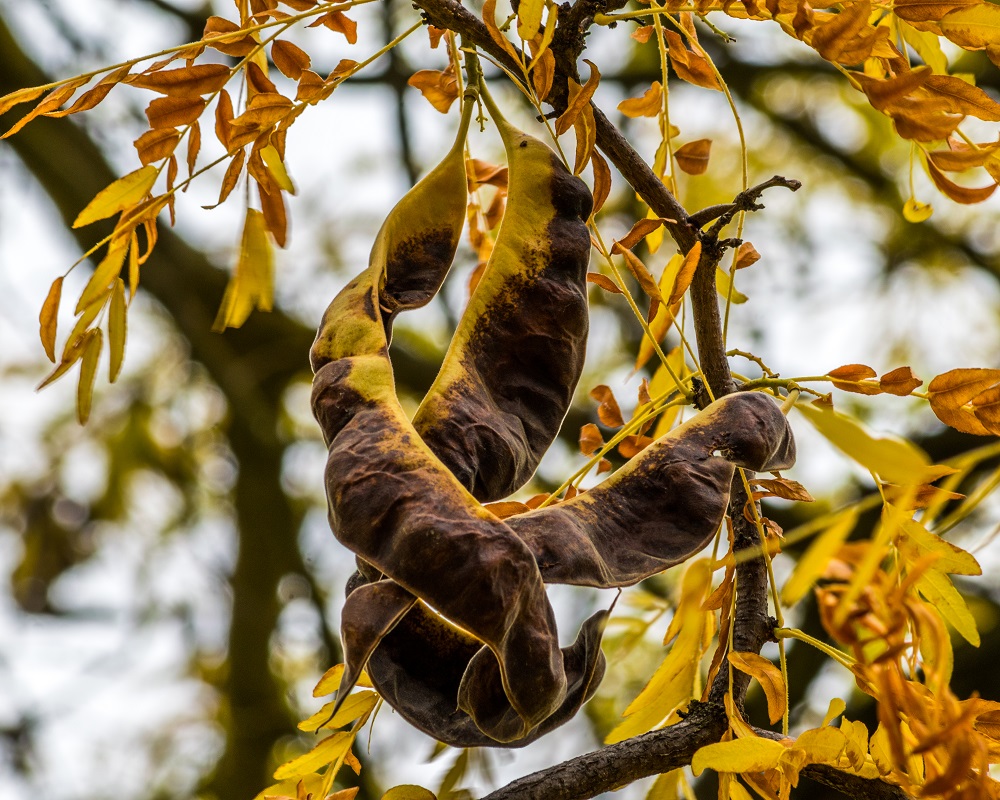 Skyline Honey Locust - Gleditsia triancanthos - Eco Tree Company