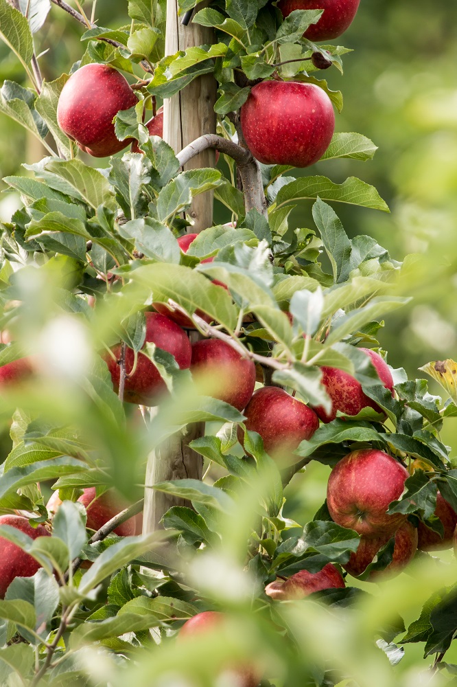 Gladiator Crabapple - Eco Tree Company