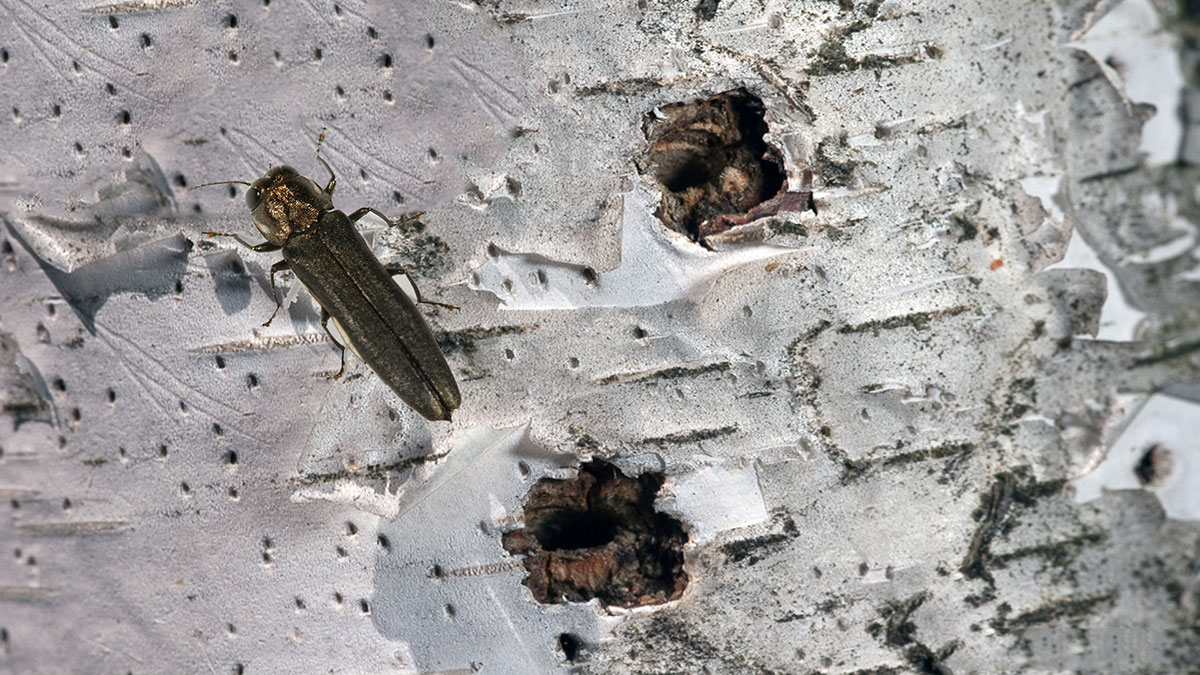 Bronze Birch Borer Treatment | ECO Tree Company Madison, WI