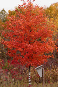 Fall Fiesta Sugar Maple - Eco Tree Company