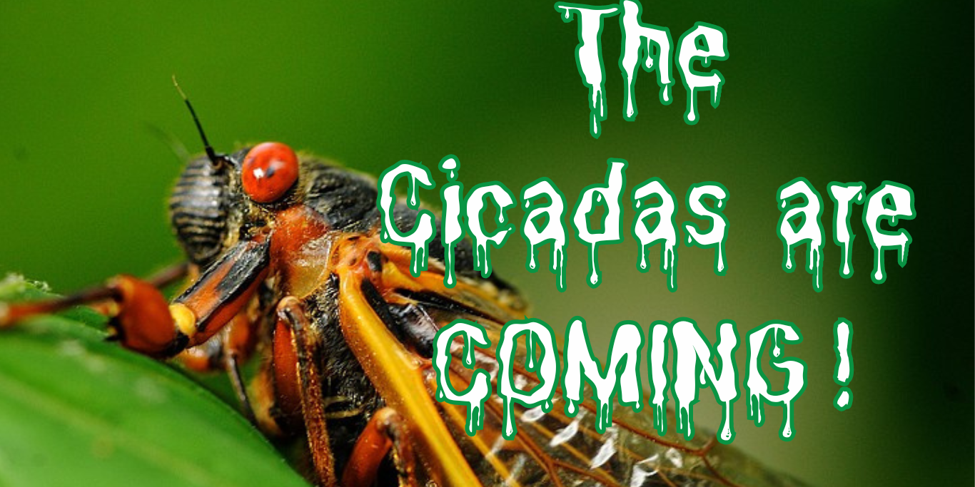 How To Prepare For The Emergence Of Cicadas! - Eco Tree Company | Madison, WI