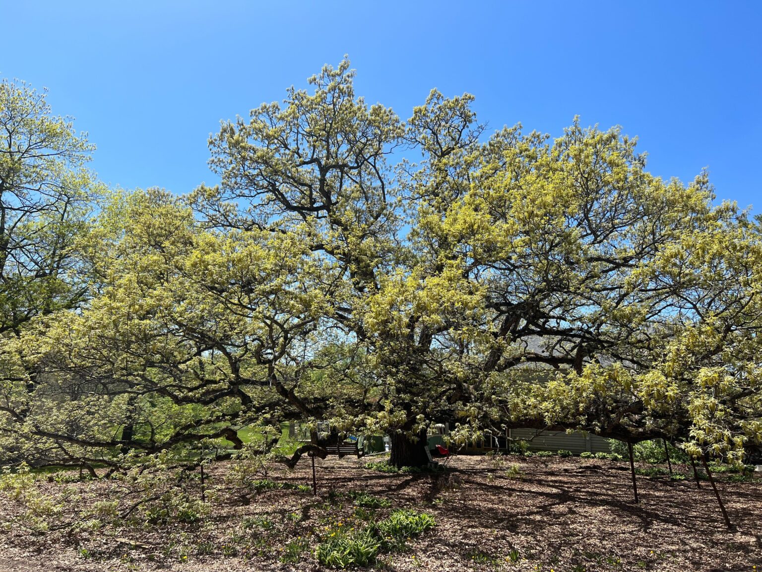 Tree Removal & Care Services | ECO Tree Company | Madison, WI