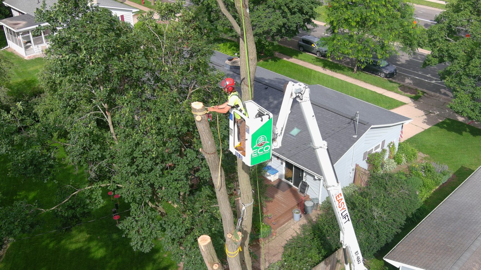 Tree Removal & Care Services | ECO Tree Company | Madison, WI