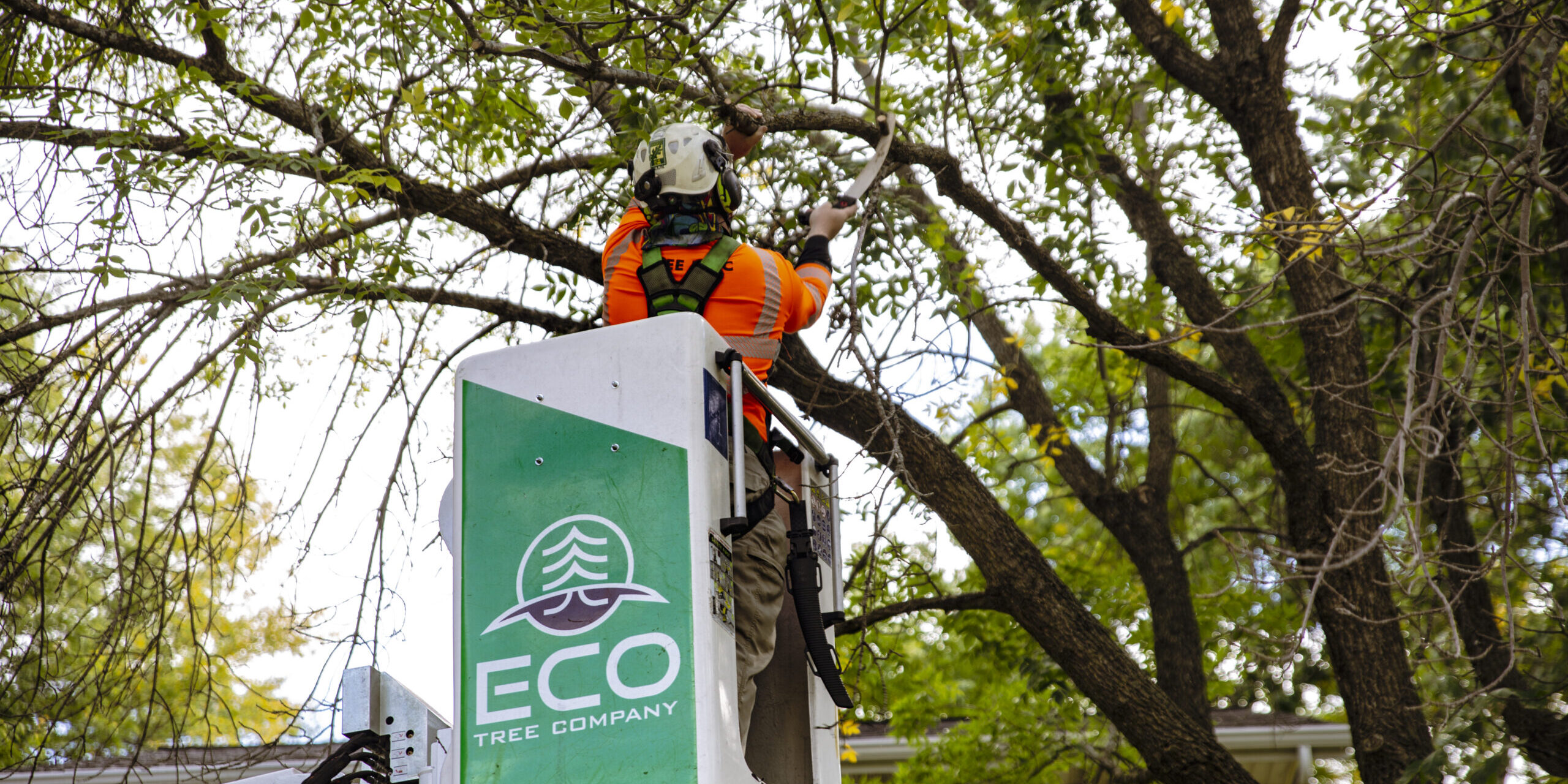 The Essential Guide to Tree Pruning | Eco Tree Company
