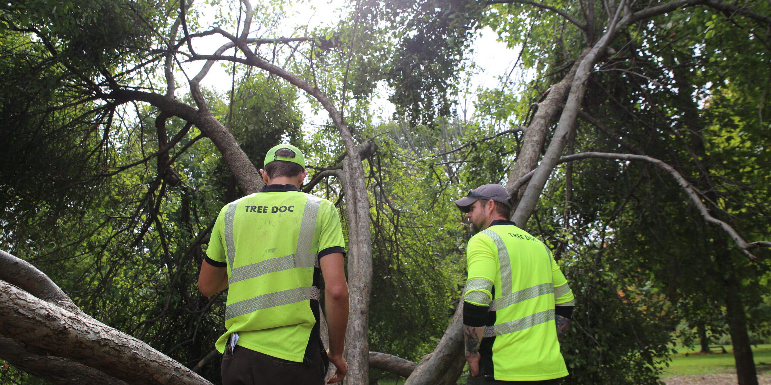 What to Expect During a Consultation with a Tree Company